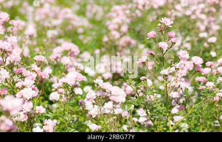 Pink Polyantha Shrub Roses also known as The Fairy roses in a garden ...