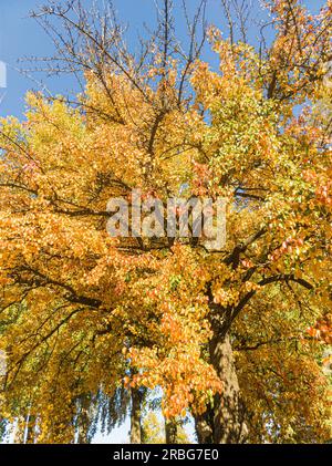 Detail of the foliage of a huge pear tree in autumn, with green, orange ...