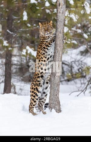 Amur Leopard in a snowy forest hunting for prey Stock Photo - Alamy