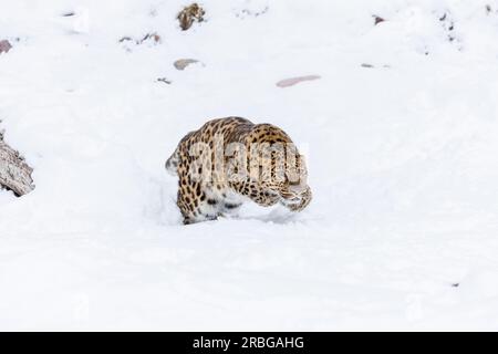 Amur Leopard in a snowy forest hunting for prey Stock Photo - Alamy