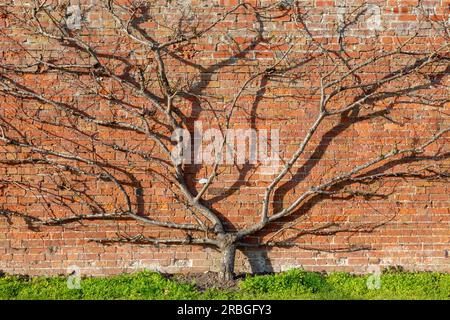 Fruit tree cordon growing against a brick wall Stock Photo - Alamy