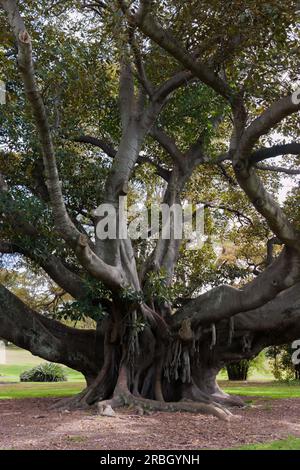 The large leaves of a Moreton Bay Fig Tree, Ficus macrophylla, with ...
