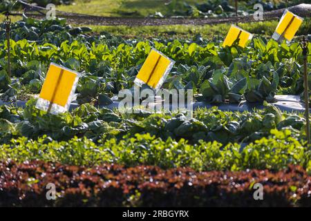 Farmer use yellow sticky card insect trap plant pests in vegetable ...