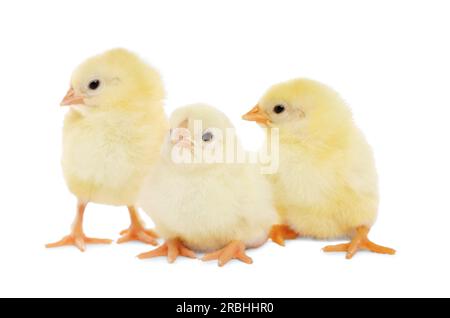 Three cute fluffy chickens on white background Stock Photo - Alamy