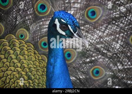 Direct look into the eye of a cobalt blue peacock in the wild Stock ...