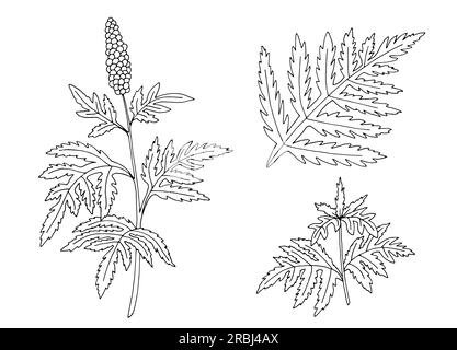 Hand draw natural leaf sketch icon Vector Stock Vector Image & Art - Alamy