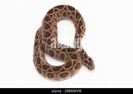 Russel`s Viper snake or Eastern Russels Viper Daboia siamensis isolated ...