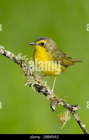 kentucky warbler (Geothlypis formosa), female perching on mosscovered ...