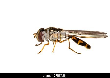 Slender Melanostoma (Melanostoma scalare), side view, cut out ...