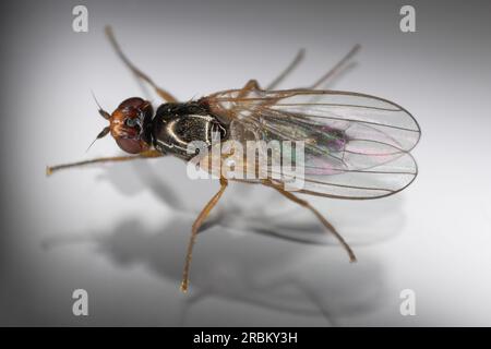 Adult Carrot root fly, Chamaepsila rosae called also Psila rosa. Side ...