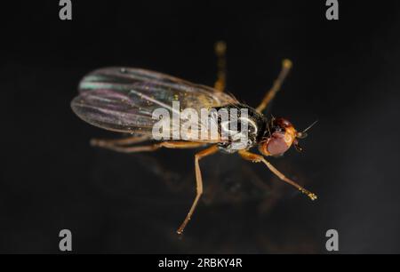 Adult Carrot root fly, Chamaepsila rosae called also Psila rosa. Side ...