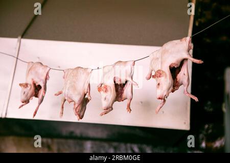 The guinea pig is a native species, originally from the Andes. Peru is ...