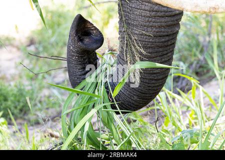 The Elephants trunk is a highly versatile fifth appendage. The ...