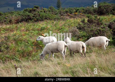Flock of sheep roaming freely in the Welsh countryside Stock Photo - Alamy