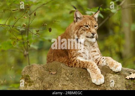 Close-up of Eurasian lynx / Northern lynx (Lynx lynx lynx) hunting in ...