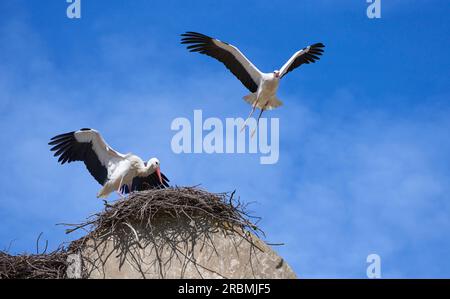 White Stork, Ciconia ciconia in Jerez de la Frontera, Andalusia in ...