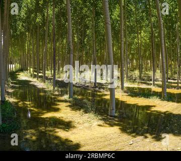 Poplar tree plantation with water irrigation in the Granada Province ...