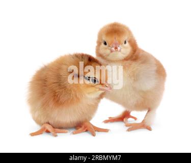 Two cute fluffy baby chickens on white background Stock Photo - Alamy