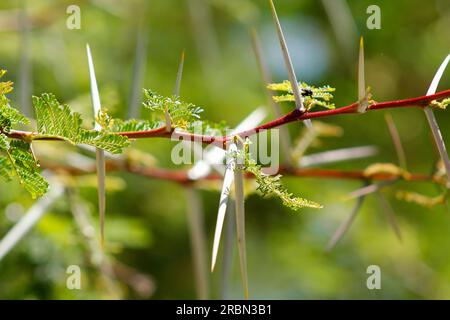 Fever tree spikes and yellow flowers photographed in the sun Stock ...