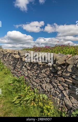 Fieldstone wall with flowers on the England/Scotland border, Jedburgh ...