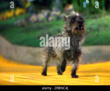 TOTO THE WIZARD OF OZ (1939 Stock Photo - Alamy