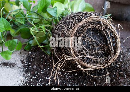 Root ball of the Pothos houseplant. Repotting houseplant. Rootbound ...
