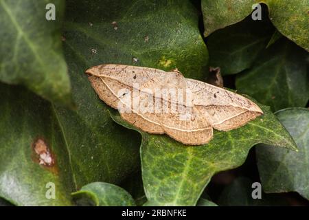 Red tail moth (Hypopyra capensis), Mabira forest, Uganda Stock Photo ...