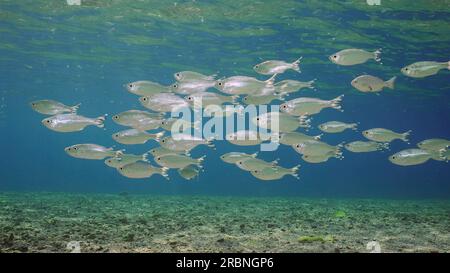 Kuhlia mugil, Shoal of Barred Flagtail fishes and scuba diver, Brother ...