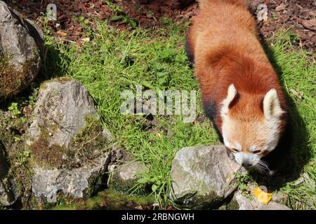 red panda in a zoo in lille (france Stock Photo - Alamy