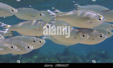 Kuhlia mugil, Shoal of Barred Flagtail fishes and scuba diver, Brother ...