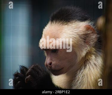 Black monkey White-headed Capuchin sitting on the tree branch in the ...