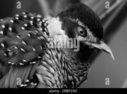 Ianthocincla ocellata, Spotted Laughing Thrush, Woodcocks, Corvids ...