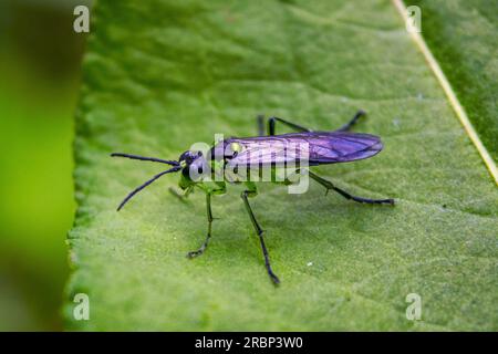 Plant parasite sawfly, Tenthredo koehleri sitting on a green leaf in ...