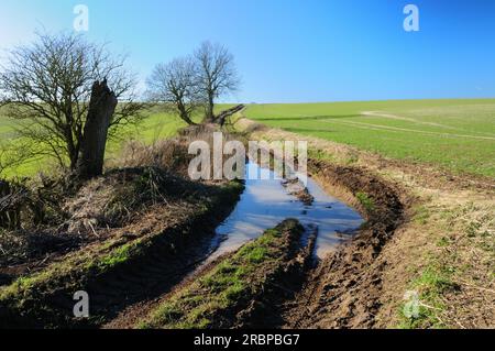 A rutted byway on the Lambourn Downs near Upper Upham, Wiltshire Stock ...
