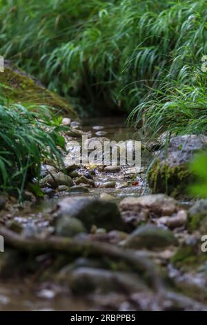 View of a small waterfall flowing around big rocks with small plants ...