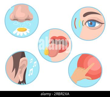 Five senses of human nervous system vector illustration Stock Vector ...