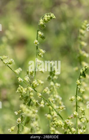 Close up of bigflower tellima (tellima grandiflora) flowers in bloom ...