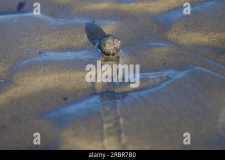 Snail on the beach with trail through the sand, Wales, UK Stock Photo ...