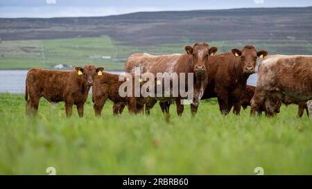 Luing cattle with calves at foot on pasture next to the sea on Orkney ...