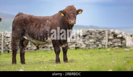 Young pedigree Luing bulls, a hardy native Scottish breed, in a pasture ...