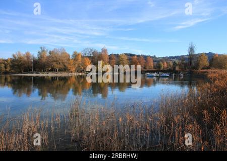 Golden trees in Auslikon, Zurich Stock Photo - Alamy