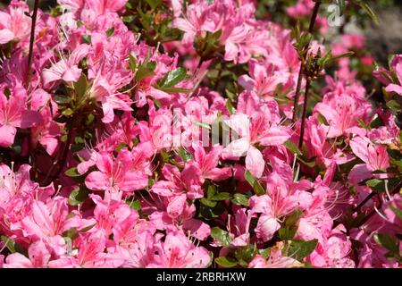 Rhododendron Japanese Azalea Diamond pink blossom flowers, natural ...