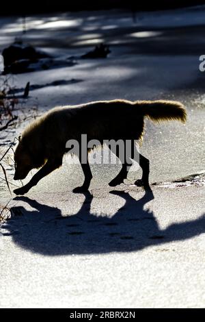 Two Arctic Wolves play around near an icy pond in a snowy forest ...