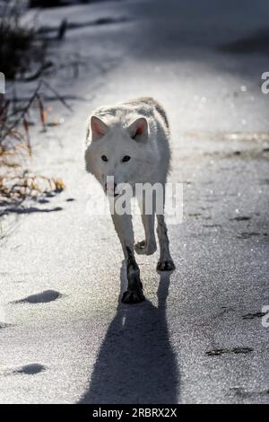 Two Arctic Wolves play around near an icy pond in a snowy forest ...