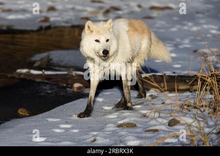 Two Arctic Wolves play around near an icy pond in a snowy forest ...