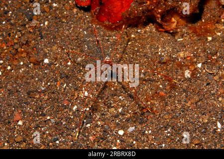 Spider Squat Lobster, Chirostylus sandyi. Possibly Chirostylus ...