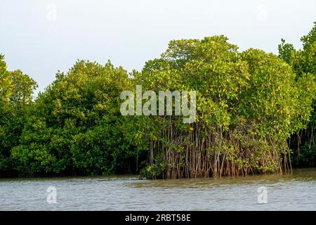 Pichavaram mangrove alayathi kadugal forest near Chidambaram, Tamil ...