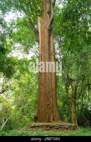 Rose wood (Dalbergia latifolia) (Dalbergia emarginata) trees in Yanai ...