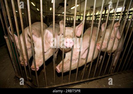 Domestic pigs, in the barn, Gaspor farm, St Canuc, Quebec, pig, pigs ...