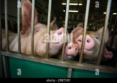 Domestic pigs, in the barn, Gaspor farm, St Canuc, Quebec, pig, pigs ...